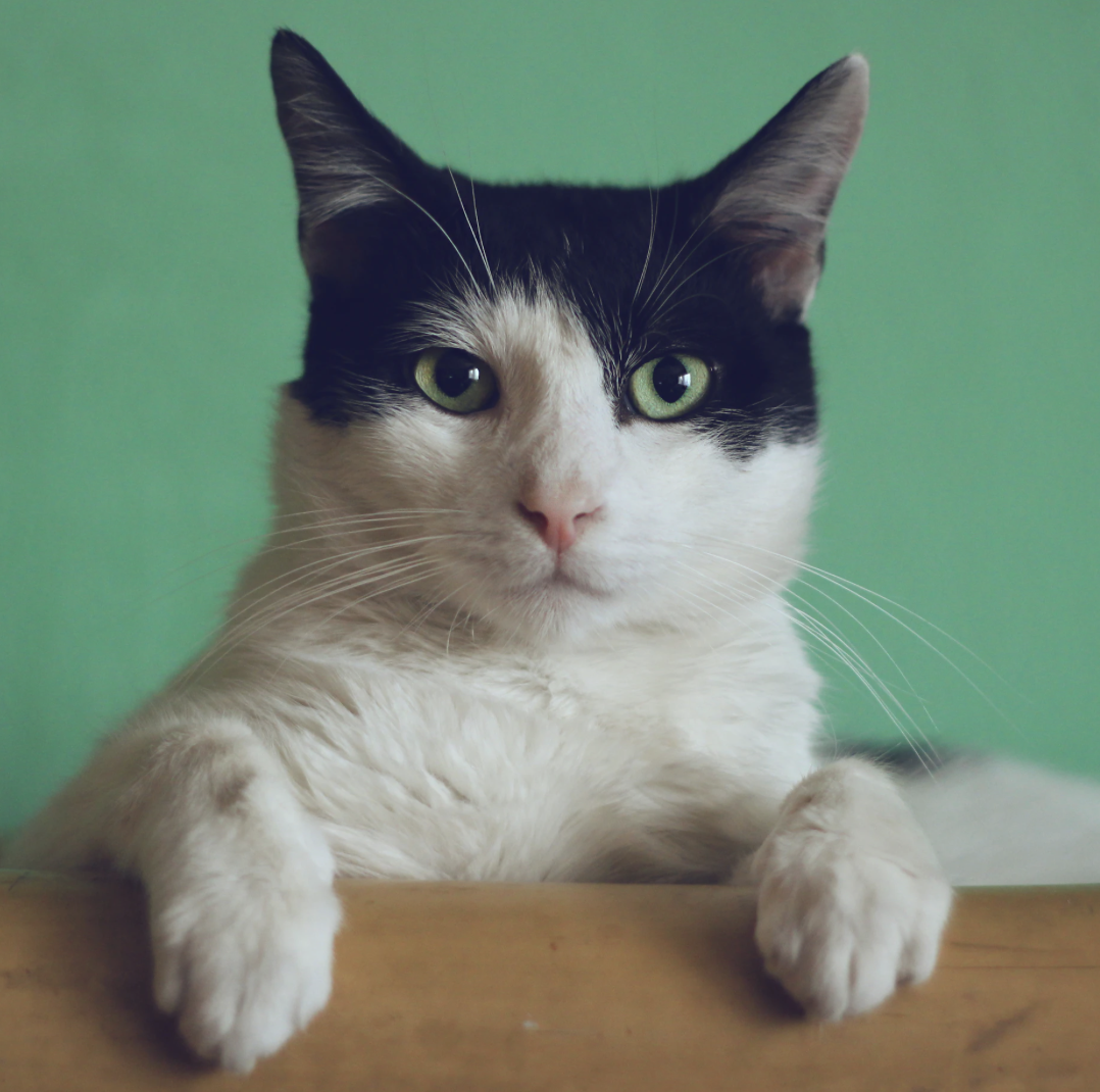 12 Creative Profile Picture Designs with CSS | Code2care